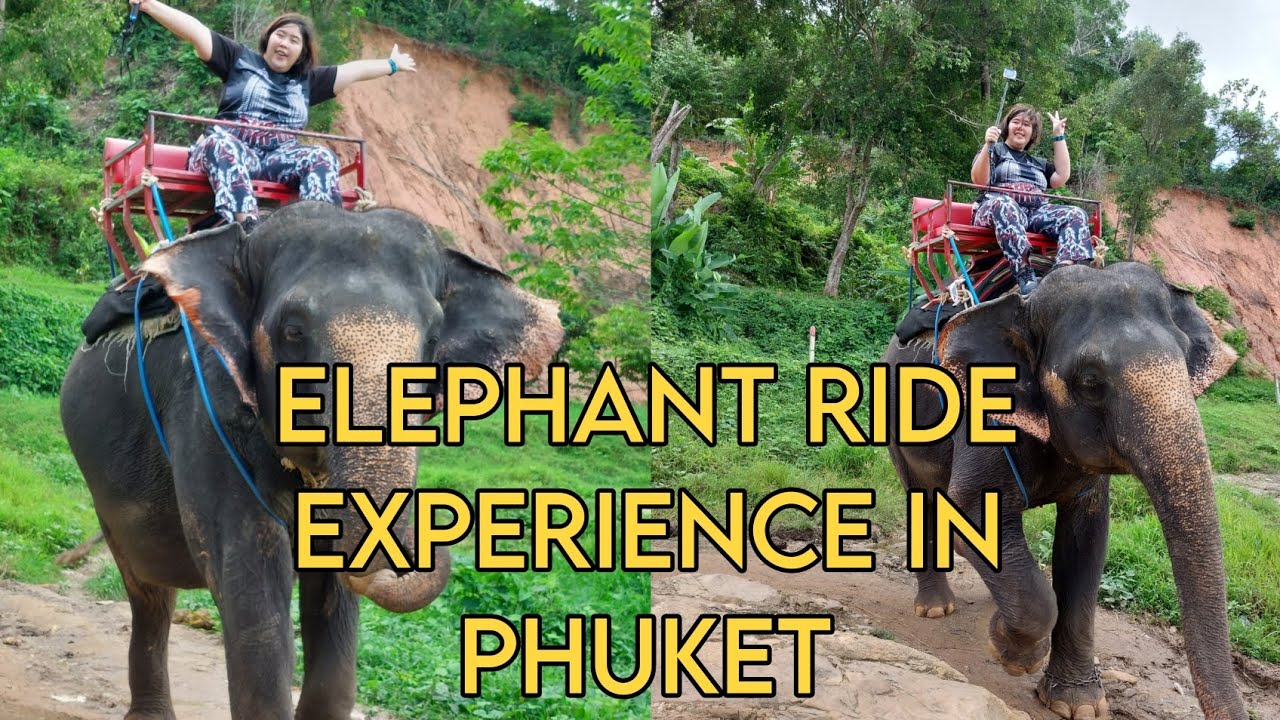 MUST VISIT ELEPHANT RIDE IN PHUKET | BEST ELEPHANT PHUKET | Kathu ...