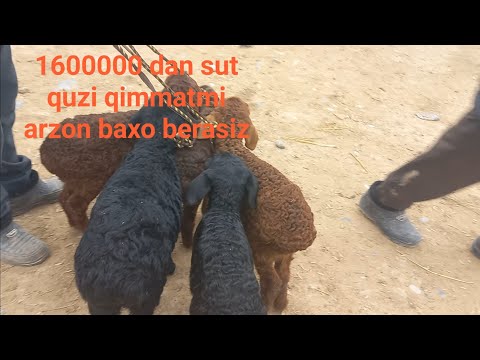 KITOB MAKRID BOZORI QUYLAR NARXI