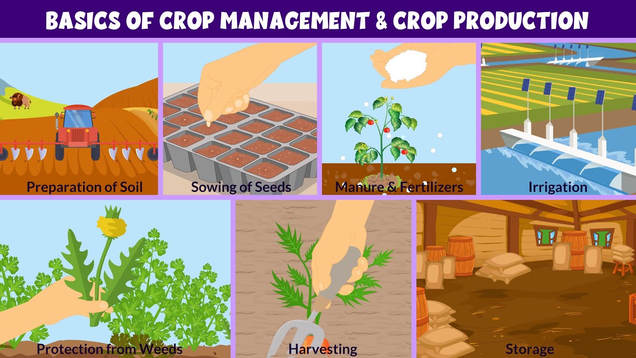 Basics of Crop Management and Production - Learning Junction - YouTube
