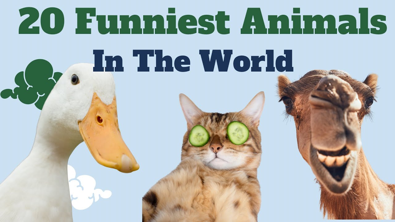 20 Funniest Animals In The World : Funny Animals Video - YouTube