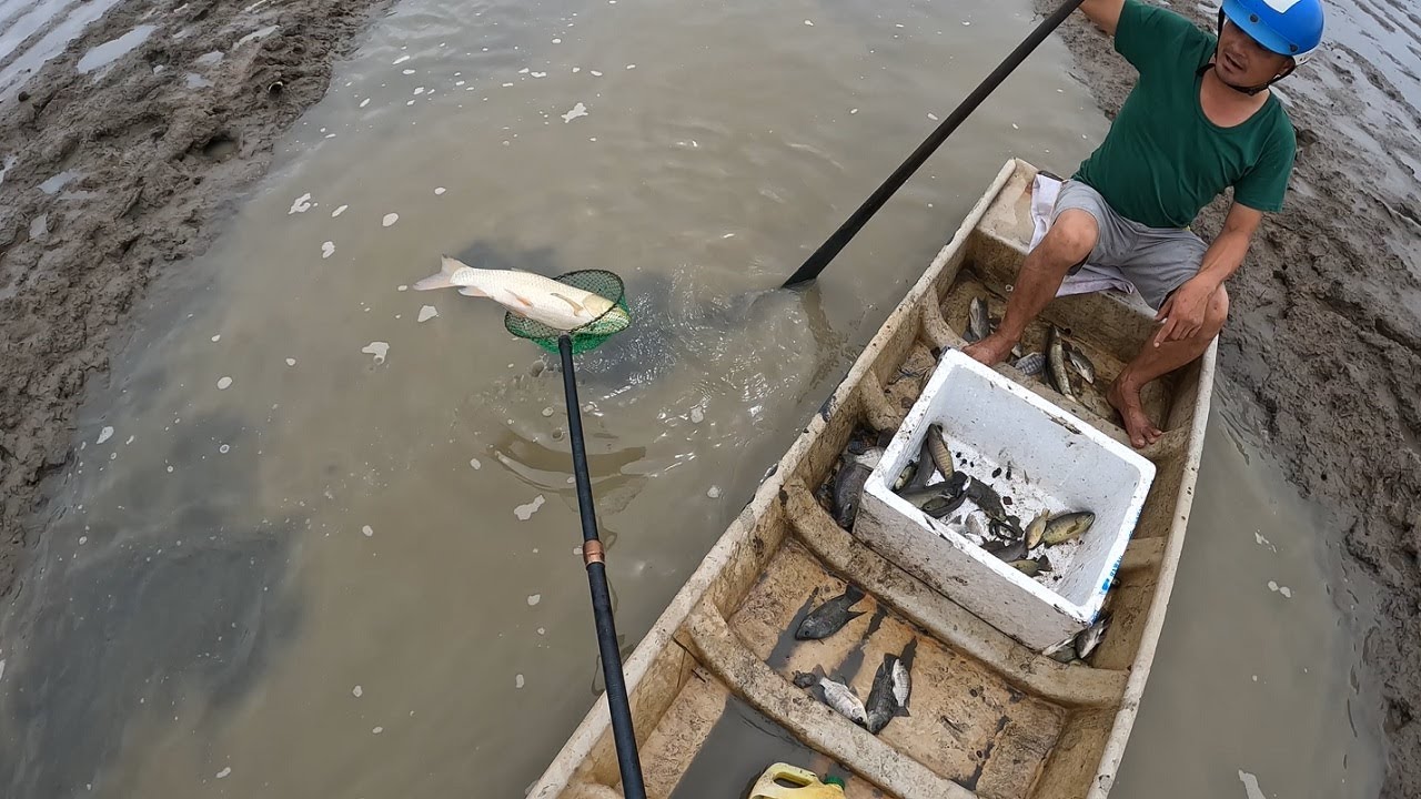 Fishing Fish | Kích Cá Vuông Tôm Trúng Ngay Bầy Cá Đồng Ngàn Con Phần 2 ...