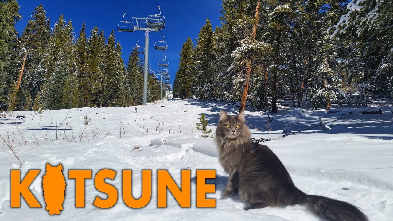 Cat finds fresh snow at Keystone Ski Resort - YouTube