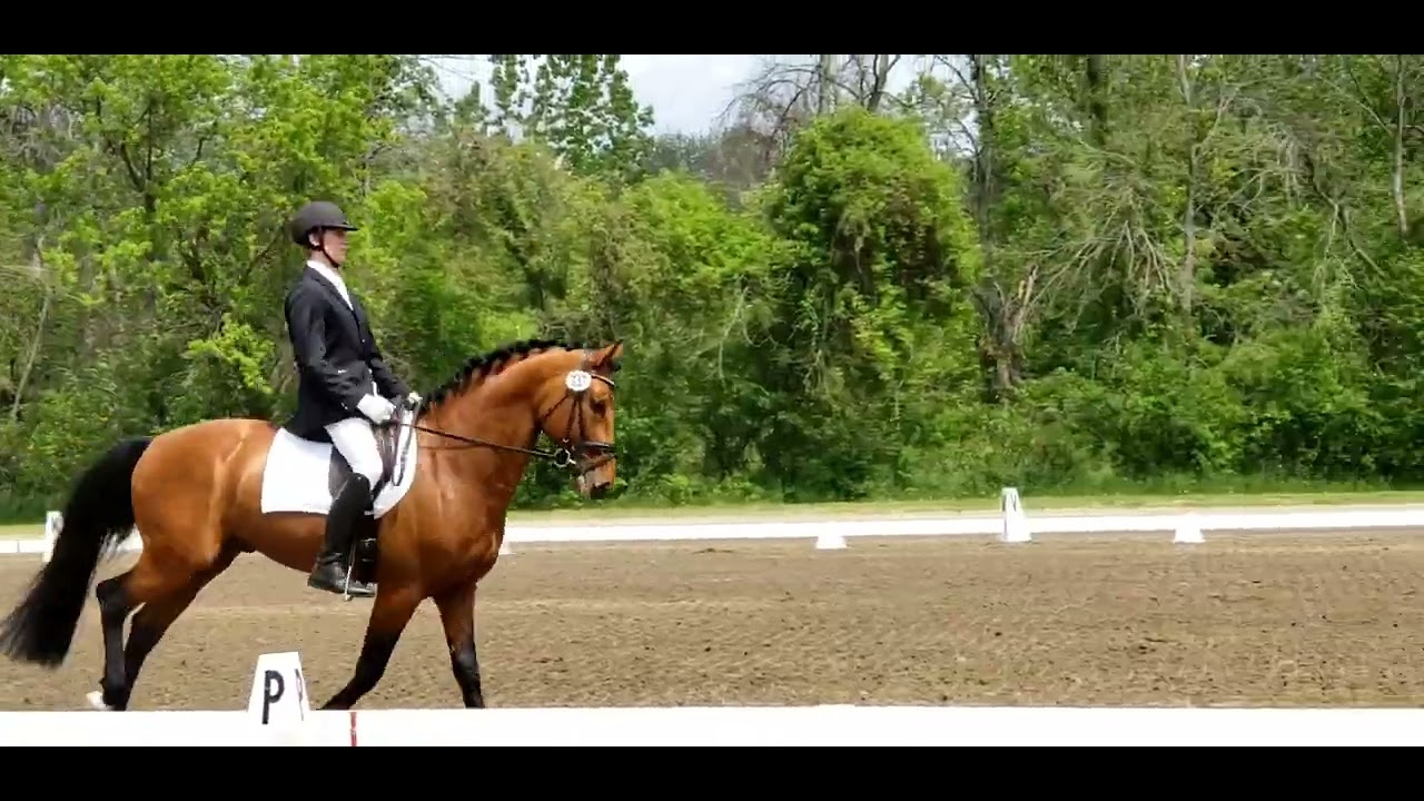 KWPN Stallion Karrington MG (Farrington x Silvano x Flemmingh) and ...