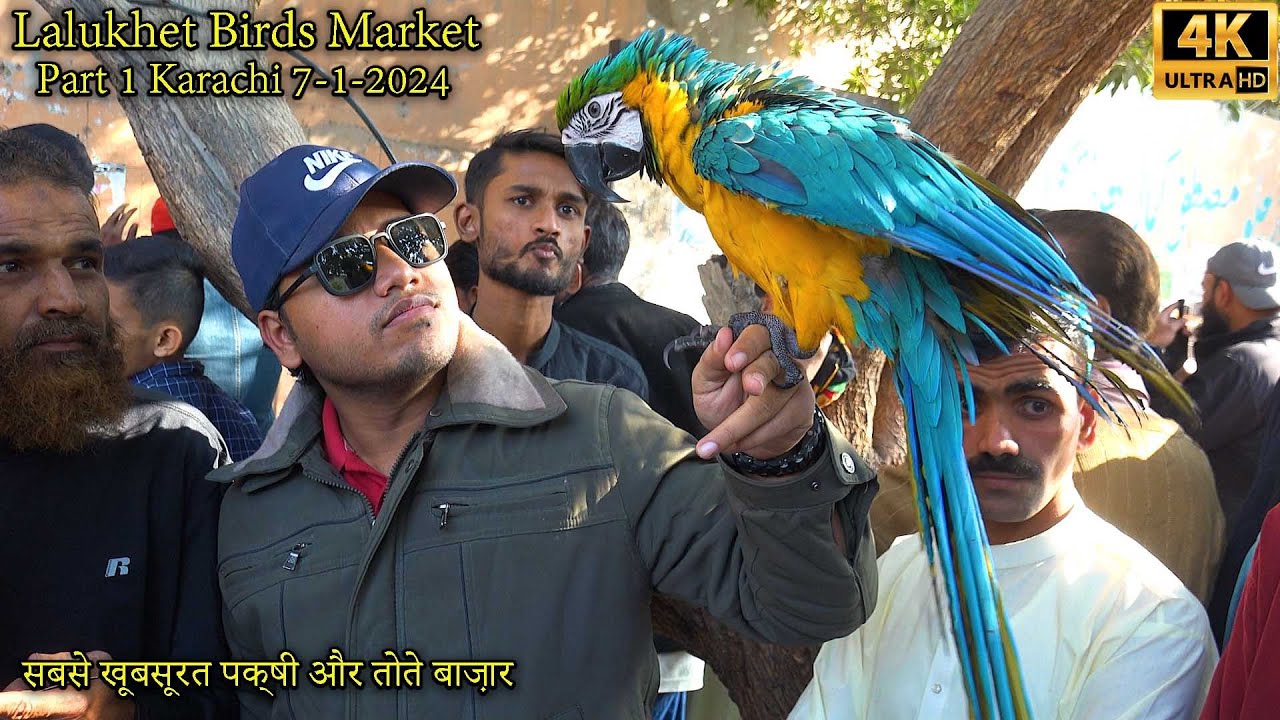 Lalukhet Exotic Birds Parrots Hen and Rooster Market Part 1 Karachi 7-1 ...