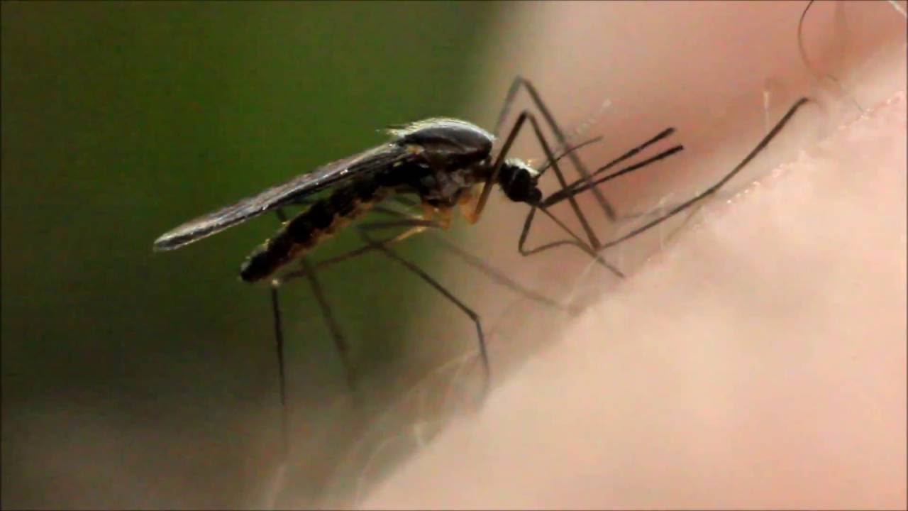 Mosquito Macro Video - taken with Canon 100mm macro on 550D - YouTube