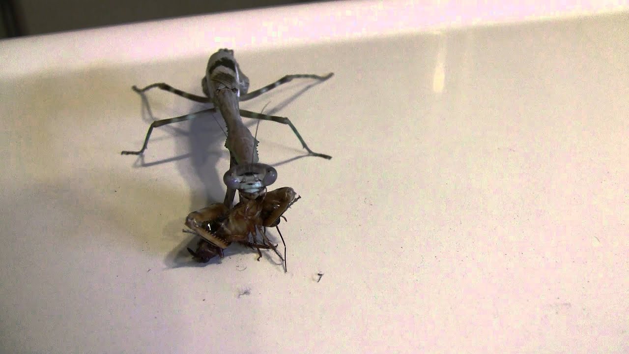 Budwing Mantis VS Cockroach - YouTube