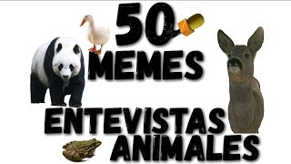 Memes De Animales Entrevistados