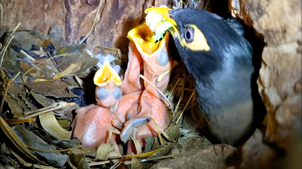 Caring Myna Birds: Feeding Time for the Chicks @animalswithbirds - YouTube