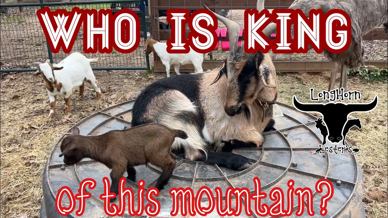 Kidd Friendly Goat Playgeound - YouTube