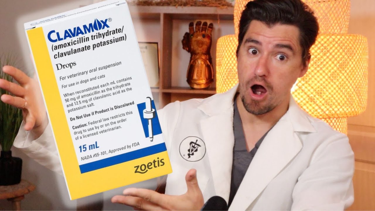 How Clavamox works in Dogs and Cats. Dr. Dan explains. - YouTube