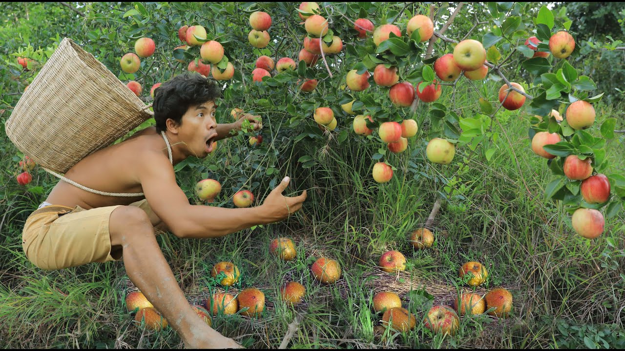 Survival in the forest - Eating apple with salt peppers delicious , In ...