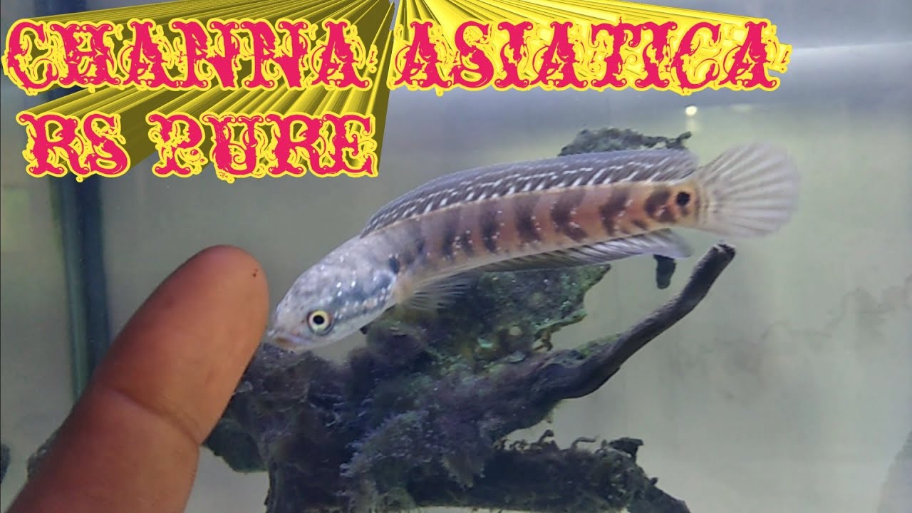 PERAWATAN CHANNA ASIATICA RS || setting dan pakan terbaik channa - YouTube