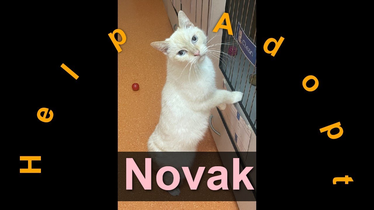 🐾Novak has been adopted! Cat / Australia / Brisbane Animal Care Campus ...