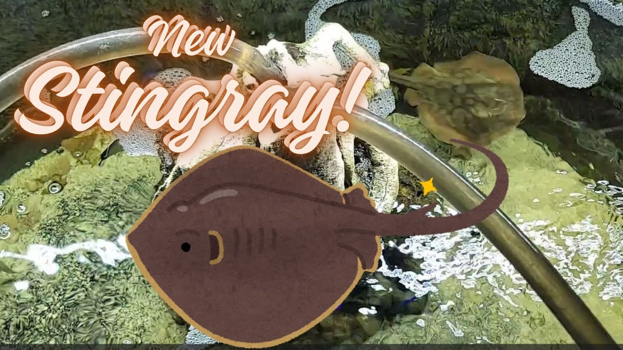 New Stingray - YouTube
