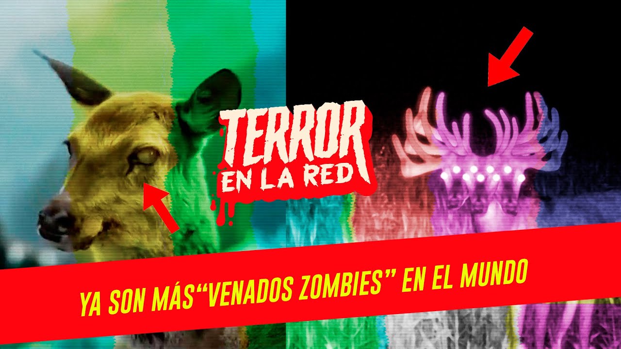 Los VENADOS ZOMBIES, la lenta AMENAZA que ACECHA el norte de AMERICA ...