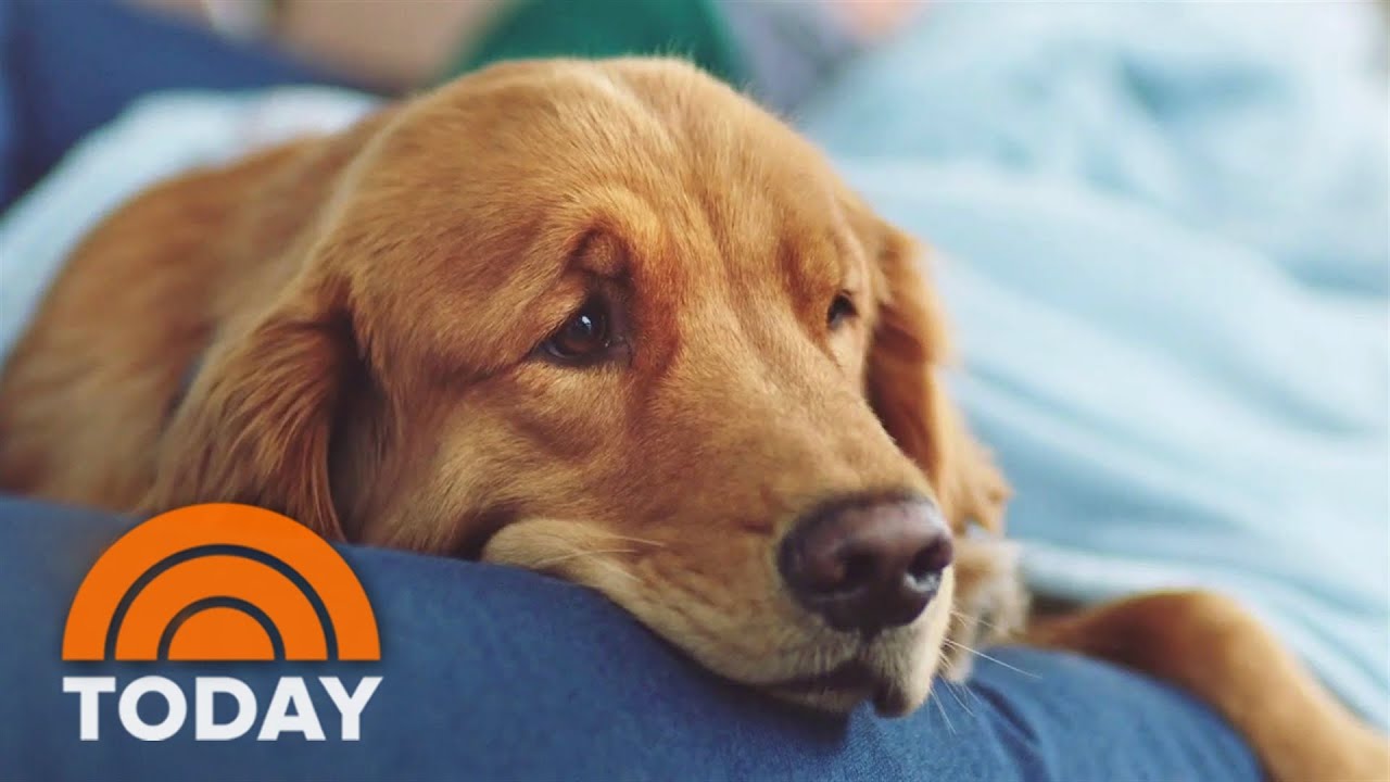 Dozens Of Dogs In Michigan Sick With Unidentified Virus - YouTube