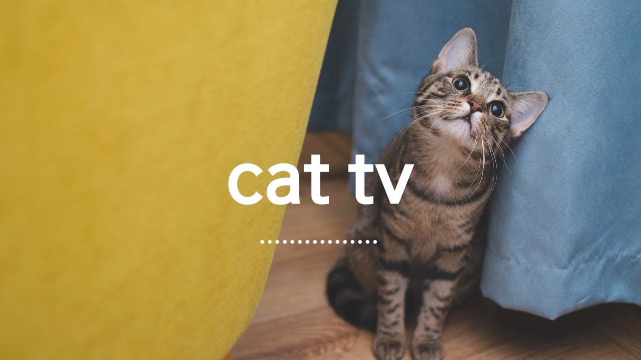 고양이가 좋아하는 영상┃다람쥐, 작은 새┃😼videos for cats to watch - YouTube