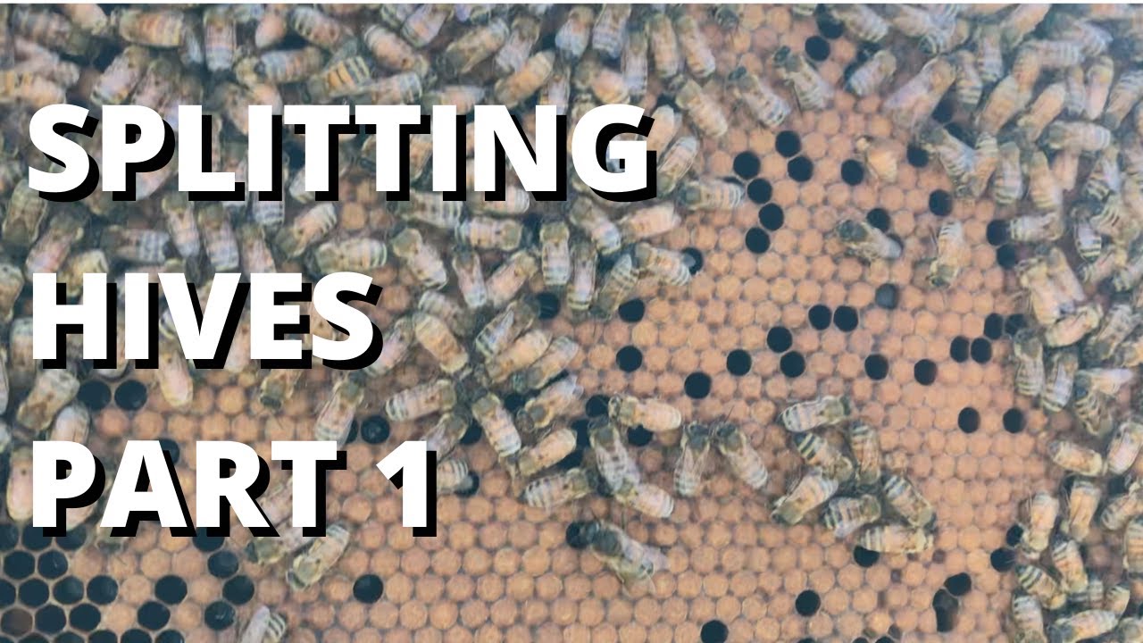Splitting hives part 1 - YouTube