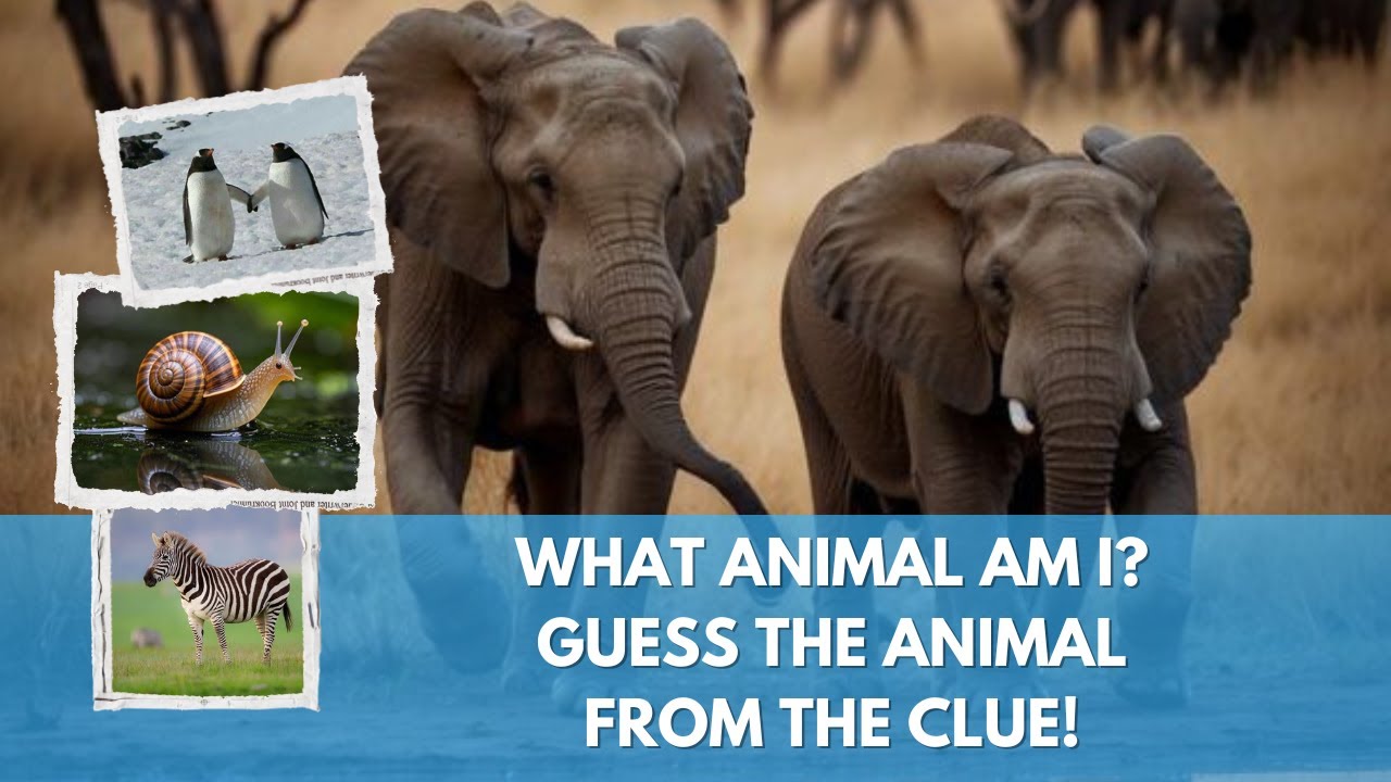 What Animal Am I? Guess the Animal from the Clue! - YouTube
