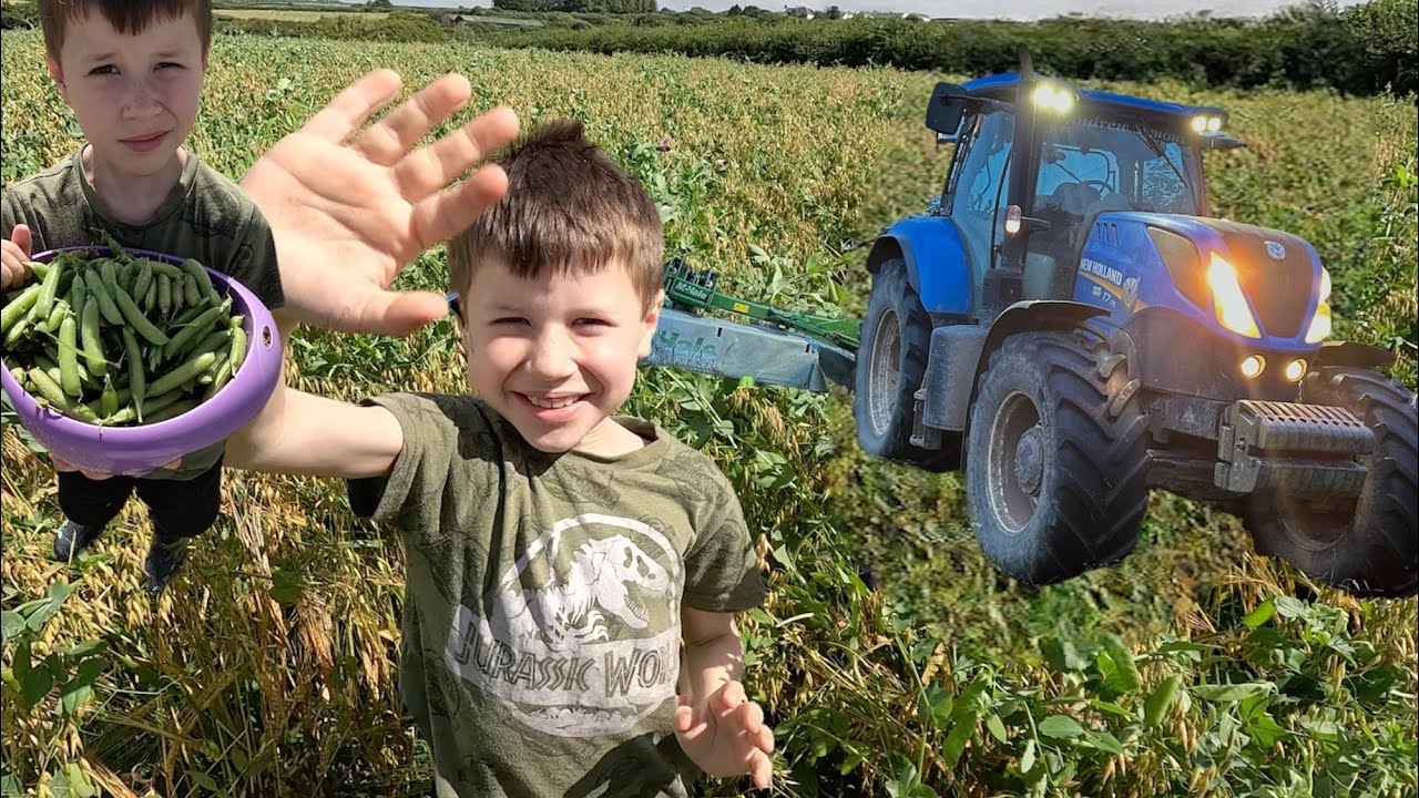 Cutting peas/whole crop. Plus giveaway!!! - YouTube