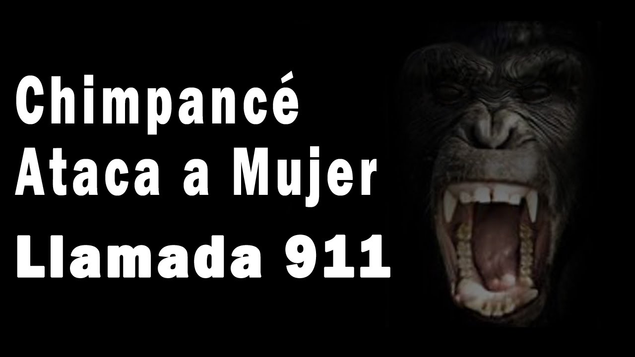 Chimpancé Ataca a Mujer Llamada al 911 Subtítulos En Español - YouTube