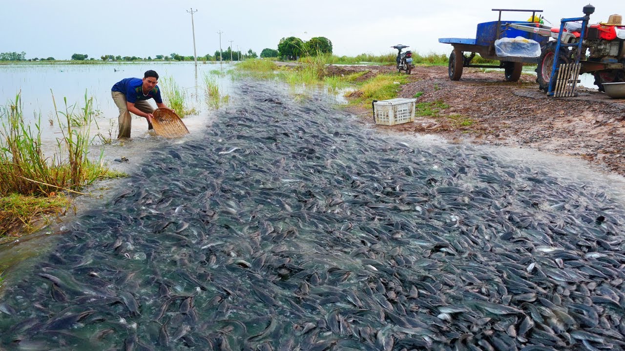 amazing fishing! a fisherman skill catch fish a lots after flooding ...