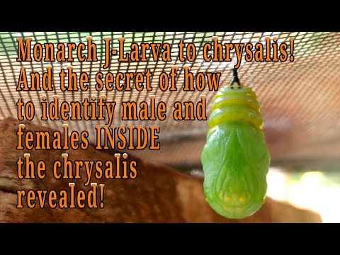 Monarch J - larva explained/how to determine sex of a chrysalis/and the story of the transformation!
