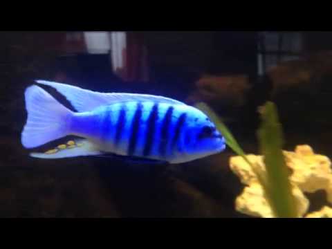 Metriaclima sp. Chilumba zebra maisoni reef malawi Barsche - YouTube