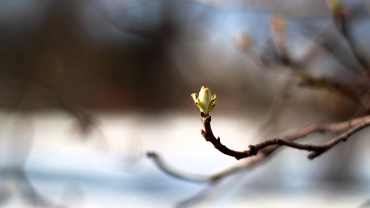 Spring is getting closer - Free HD stock footage - YouTube