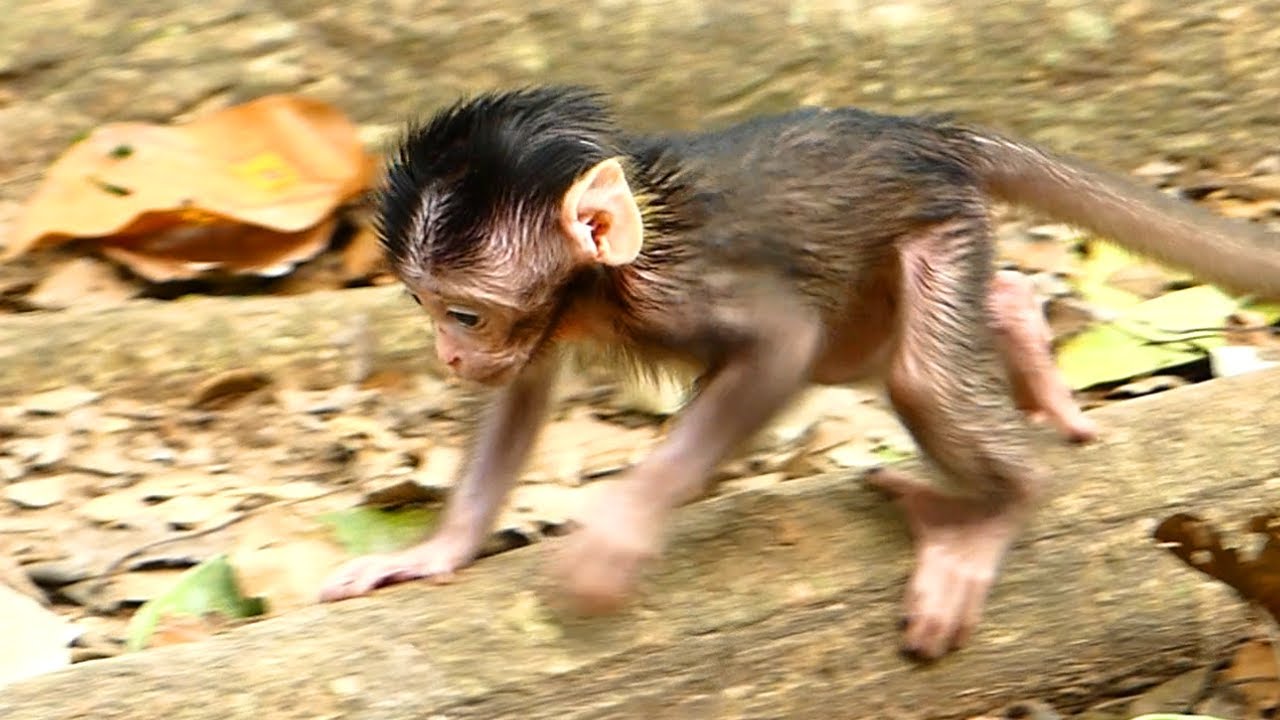 Woow! Precious baby Venus like most play more than milk, Venus walking ...