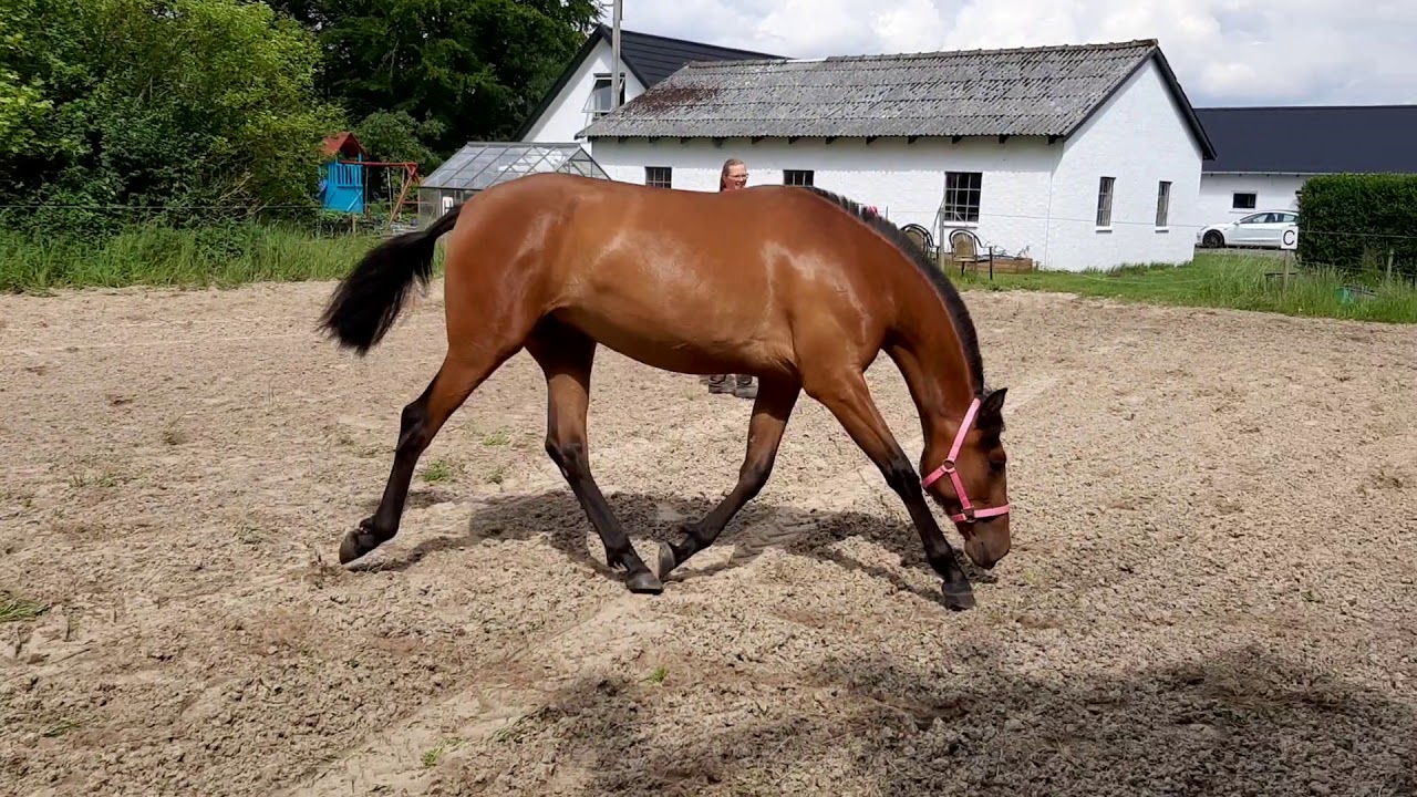 Alva is shown by hand in spanish manér. First time since August last ...