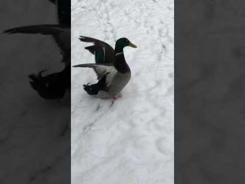 Duck chasing dog HILARIOUS - YouTube