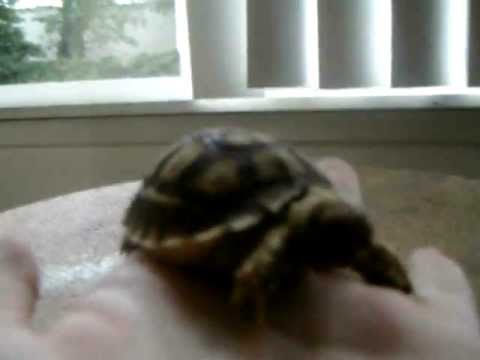 lll reptile unboxing - YouTube