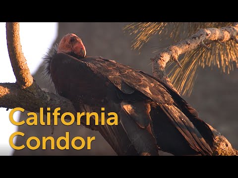 California Condor: Recovering Giant