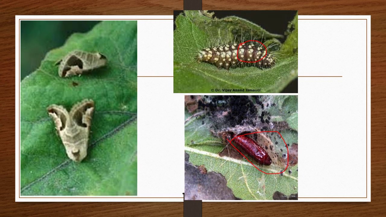 insect pests of agricultural crops@educational purpose - YouTube