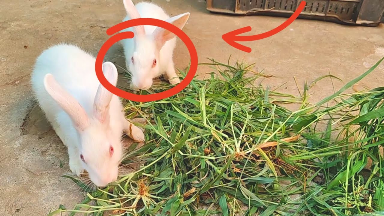 How Many Rabbits Fall The Time 😲😢 - YouTube