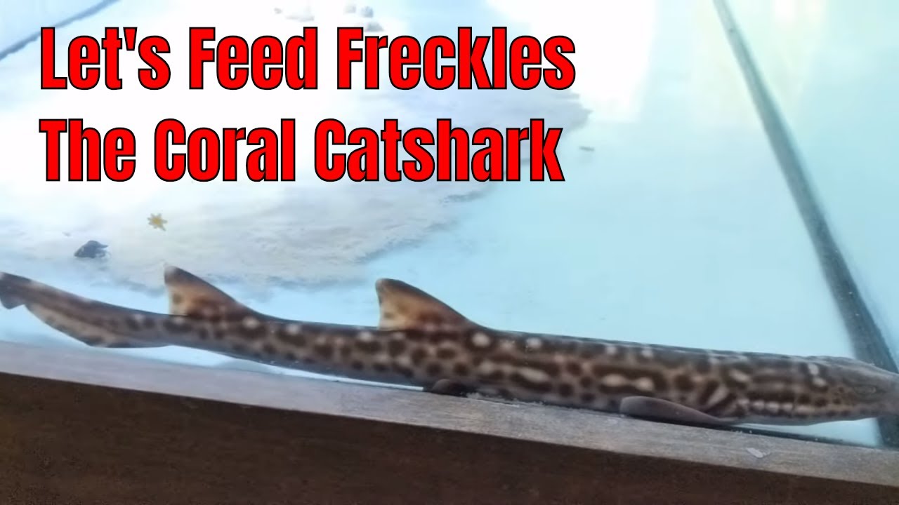 Freckles The Coral Catshark: Live Feeding - YouTube