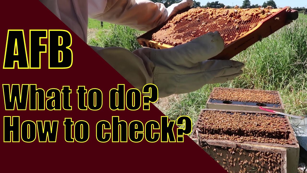 AFB Check on Beehive / American Foulbrood - YouTube