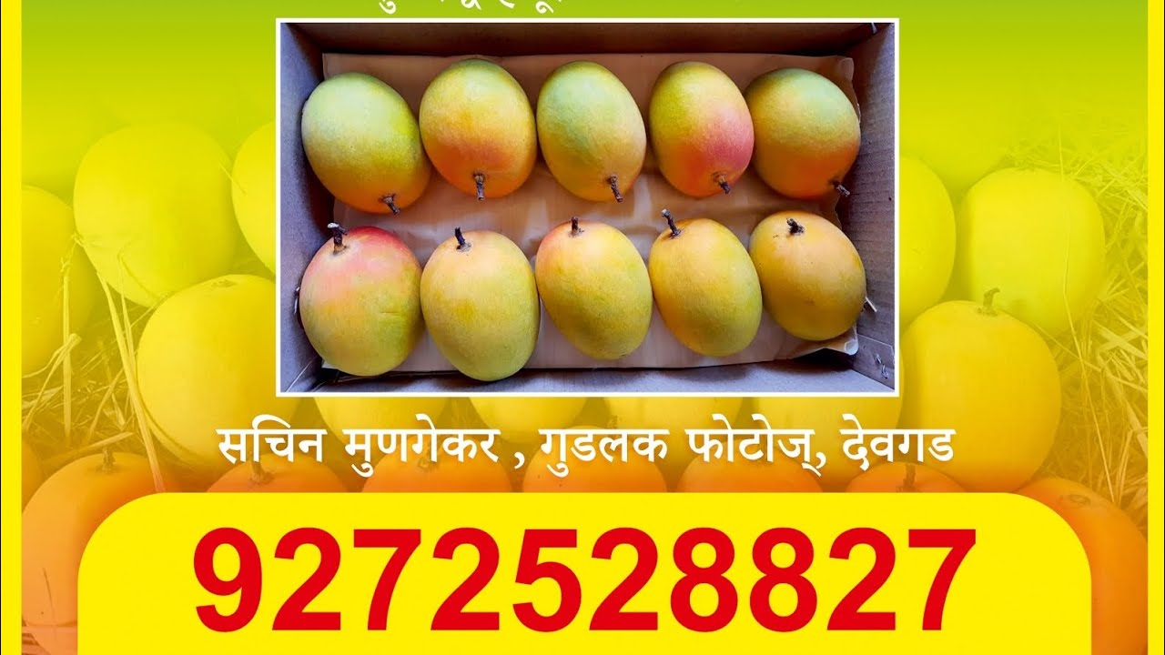 Devgad Hapus #devgad #mango #mangoes #hapus - YouTube
