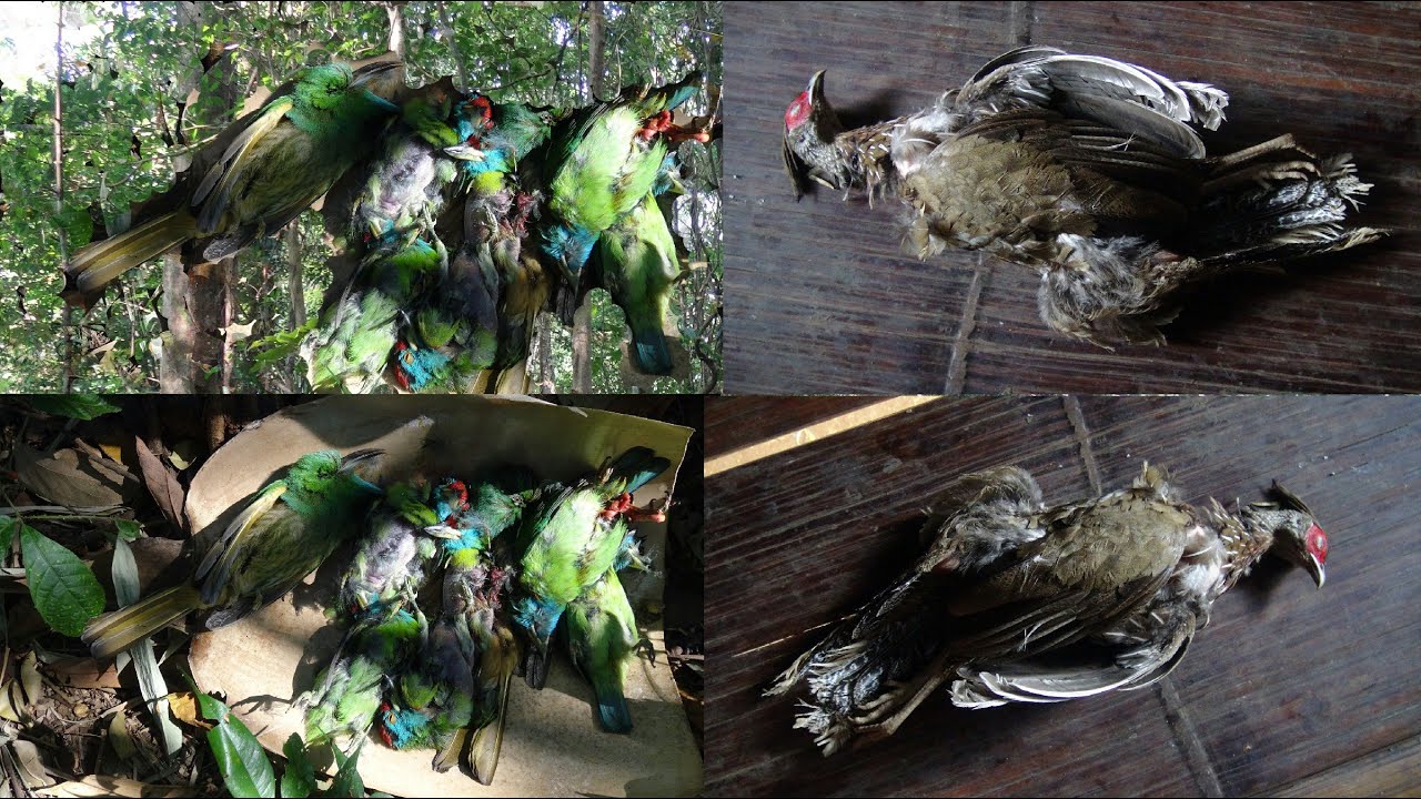 Hunting birds in the green forest. - YouTube