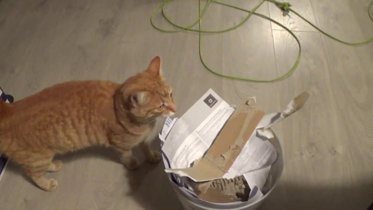 Cat investigation - YouTube