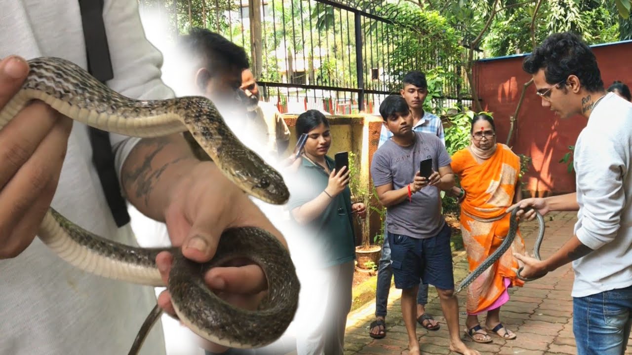 Water snake in society compound? Navi mumbai snake rescue - YouTube