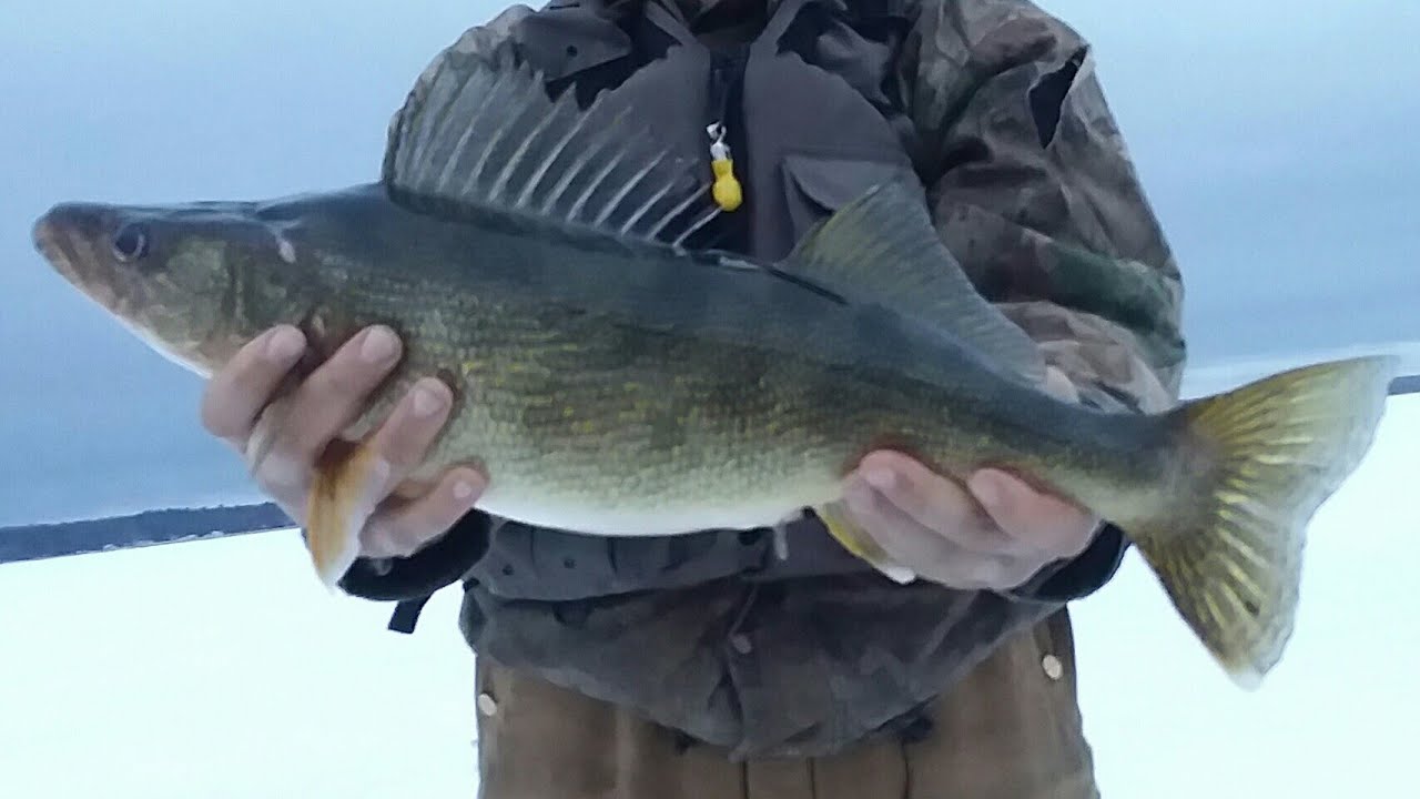 Christmas Walleye fishing. - YouTube