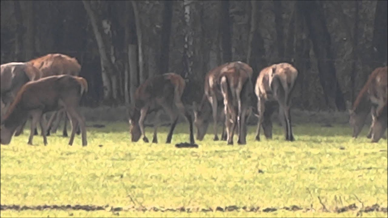 Heel veel edelherten in Leuvenum - Staverden. - YouTube