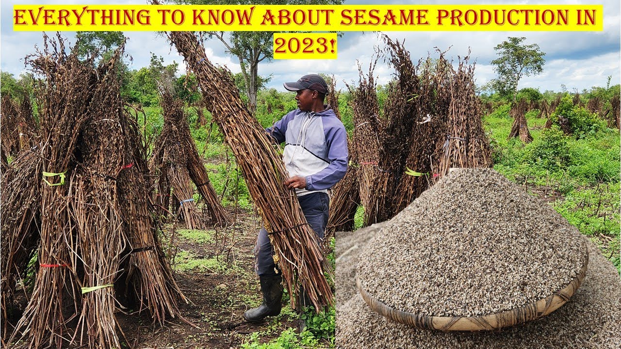 Everything To Know About Sesame Production in 2023. - YouTube