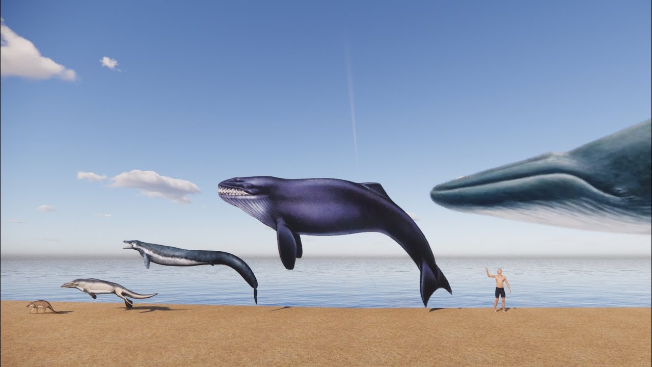 Whale Evolution | 3D animation - YouTube