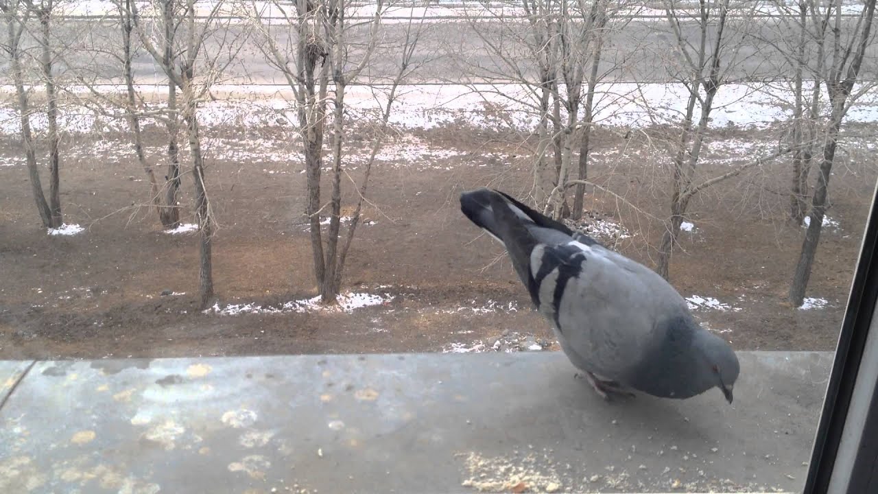 Тагтааны зодоон ( Dove's fighting ) - YouTube