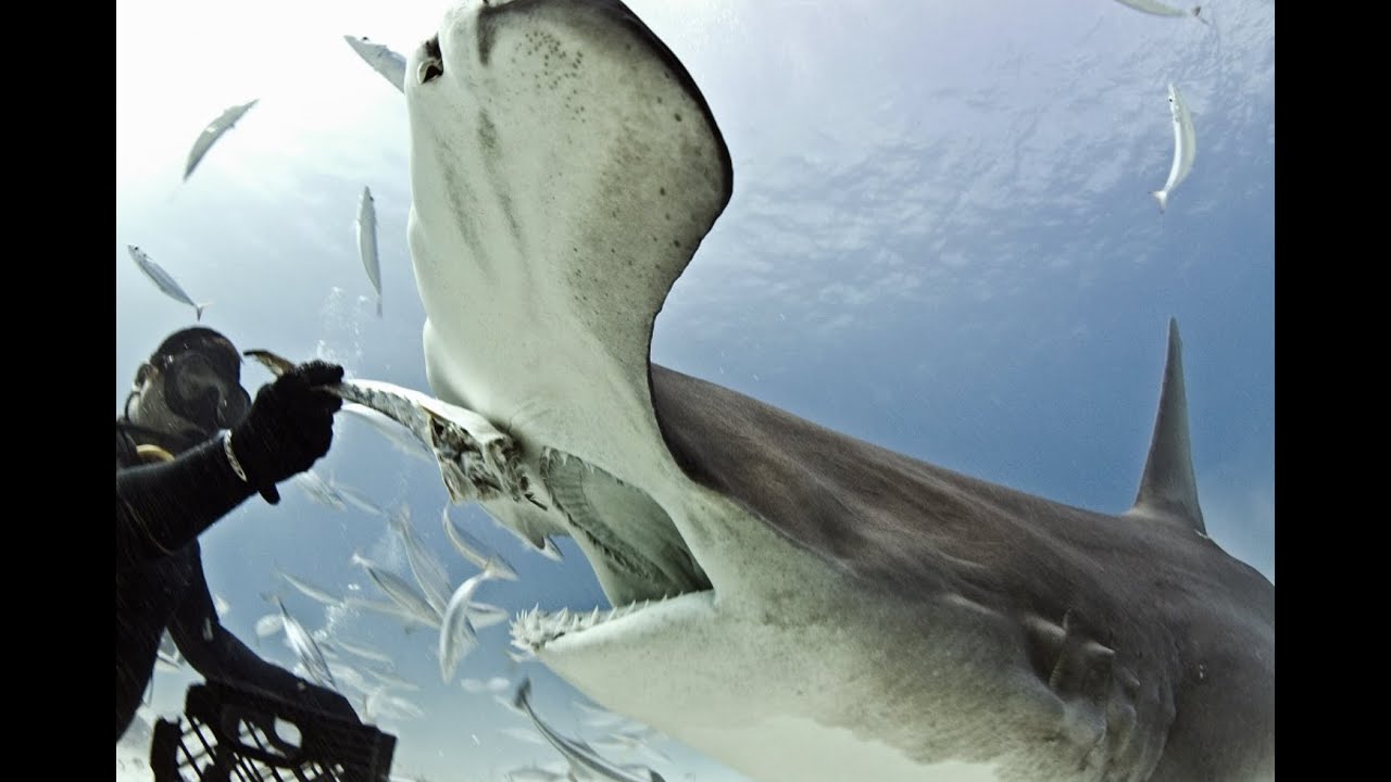 crazy hammerhead/ verspielter Hammerhai Elphinstone 2015 - YouTube
