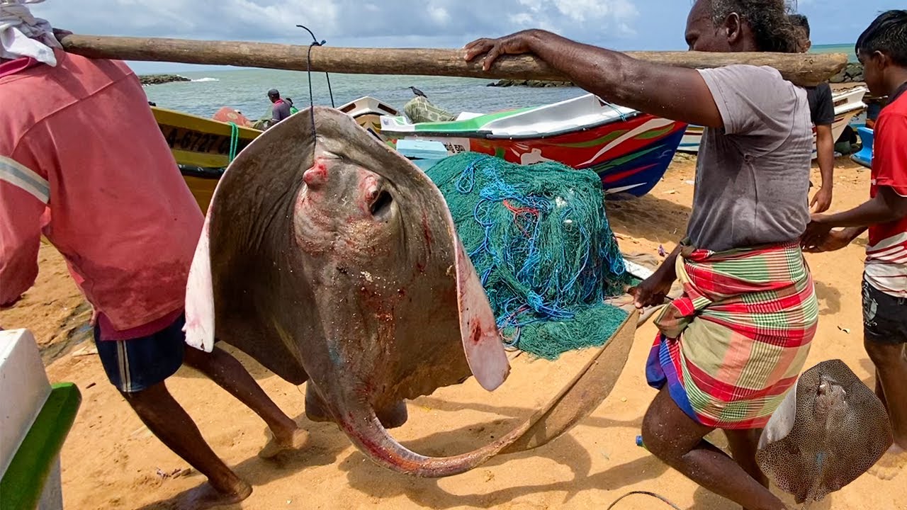 Giant Ray Fish (Maduwa) Weighing and Cutting | Amazing Skills | Asian ...
