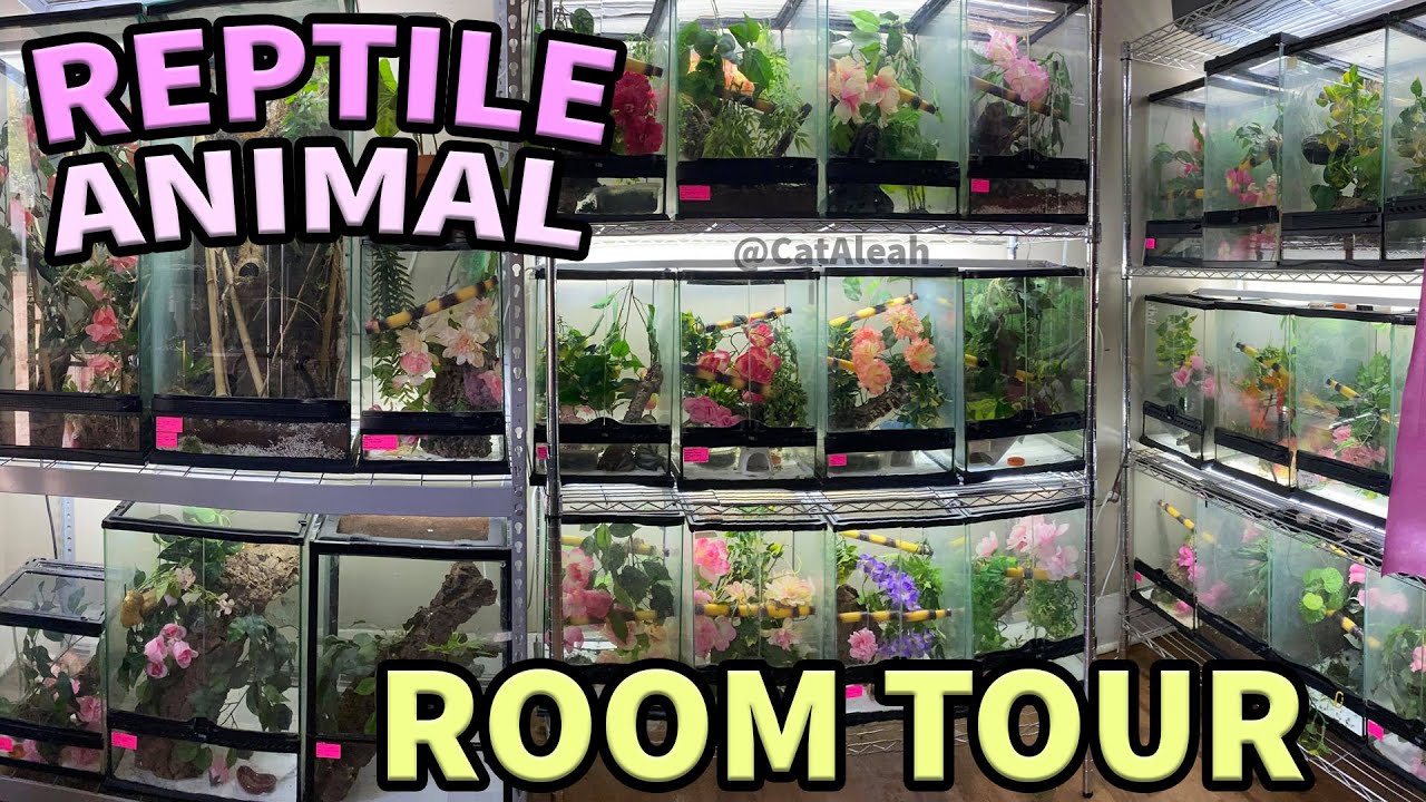 Reptile & Animal ROOM TOUR 2020 - 80+ Animals! - CatAleah - YouTube